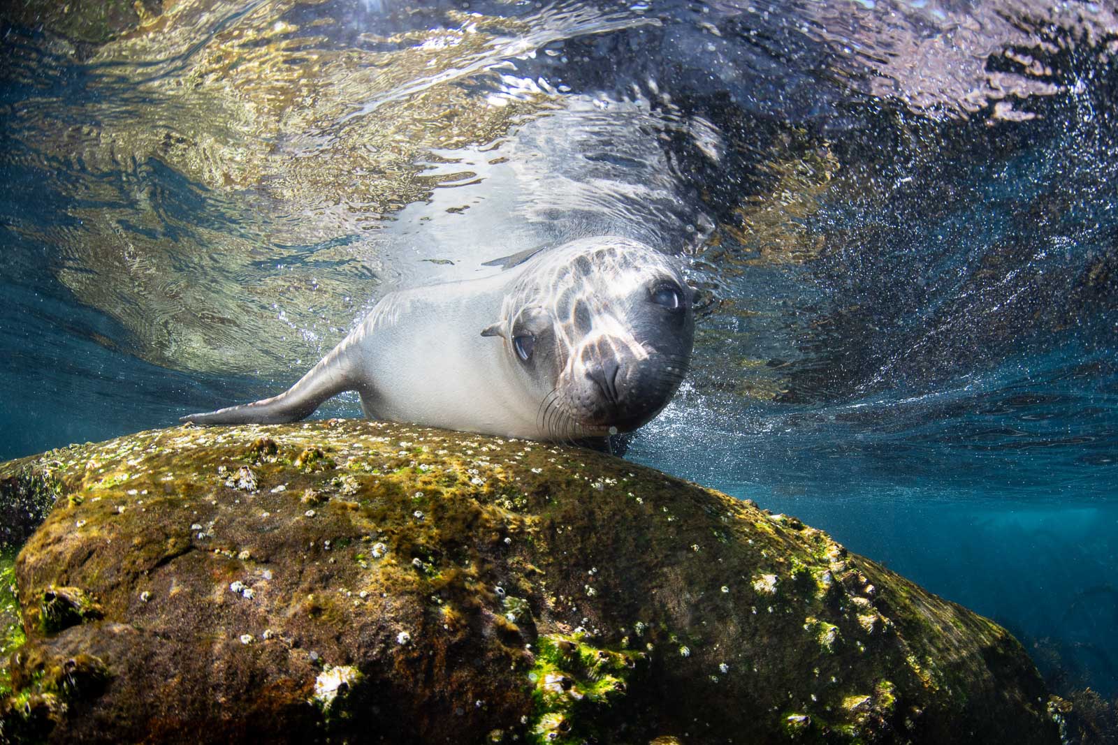 How to Photograph Sea Lions - Nature TTL
