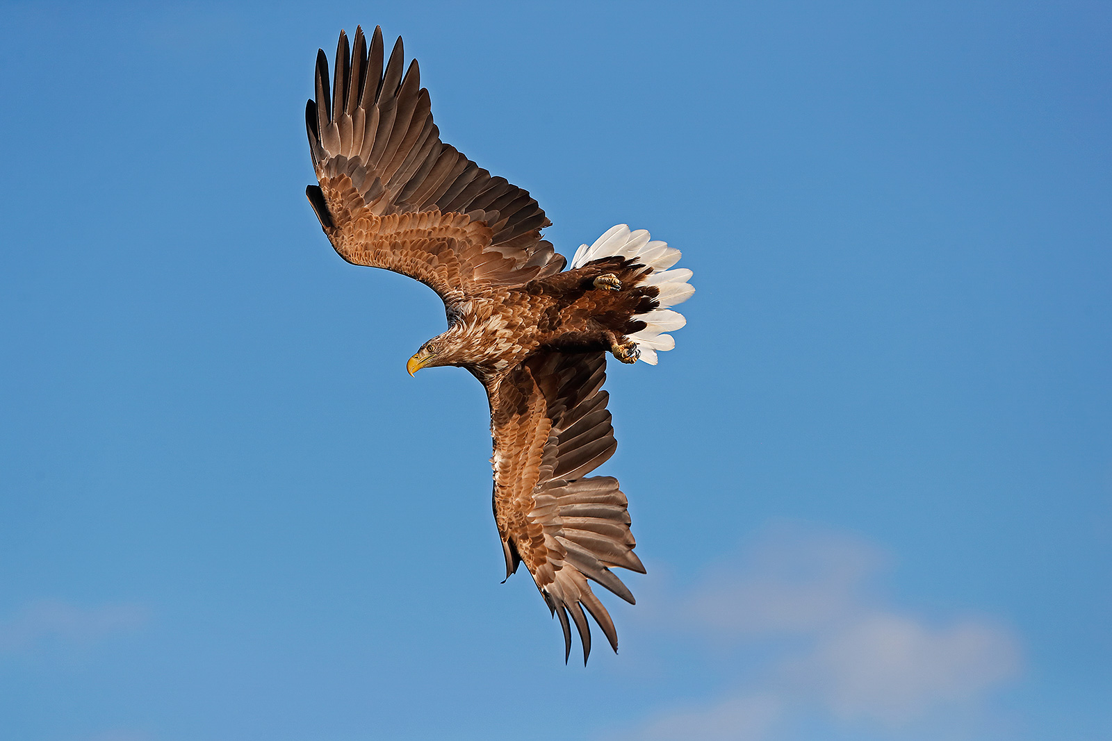 How to Photograph Sea Eagles: Locations and Techniques | Nature TTL
