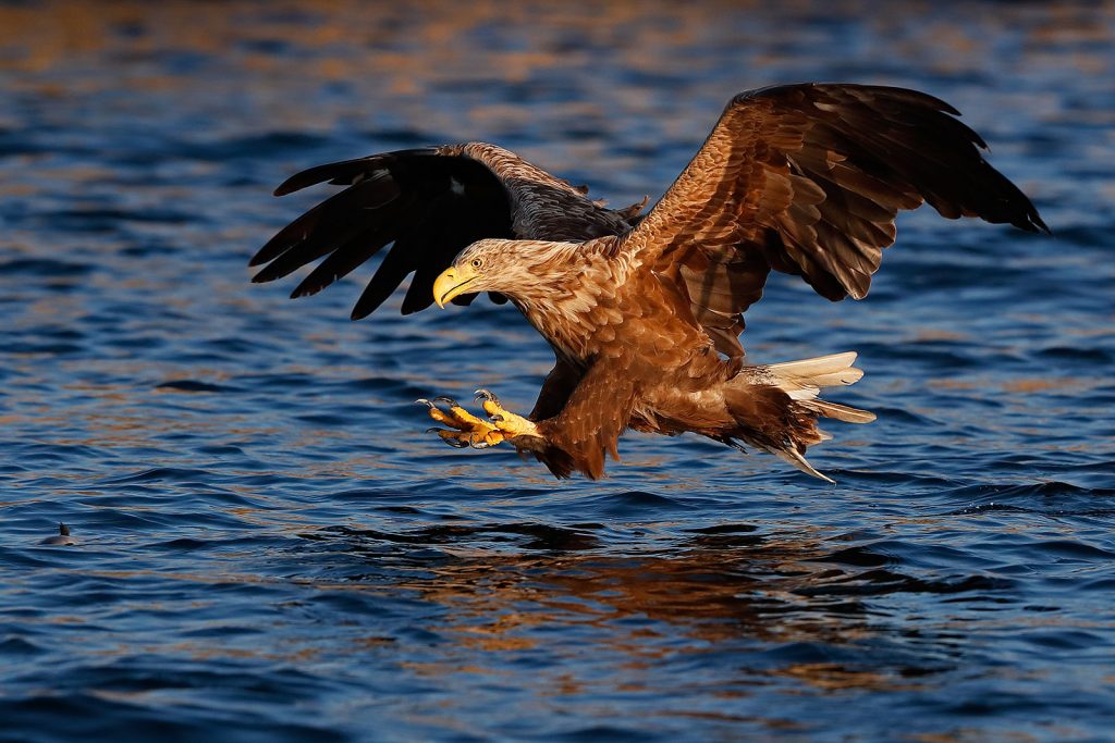 How to Photograph Sea Eagles: Locations and Techniques - Nature TTL