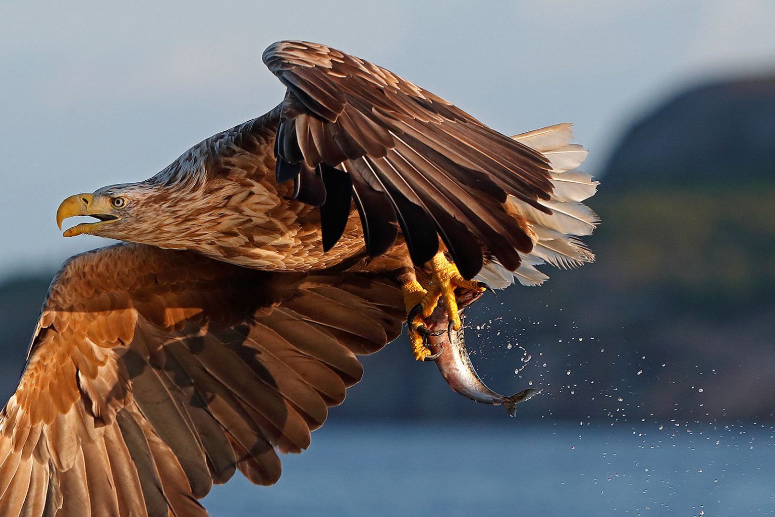 How to Photograph Sea Eagles: Locations and Techniques | Nature TTL