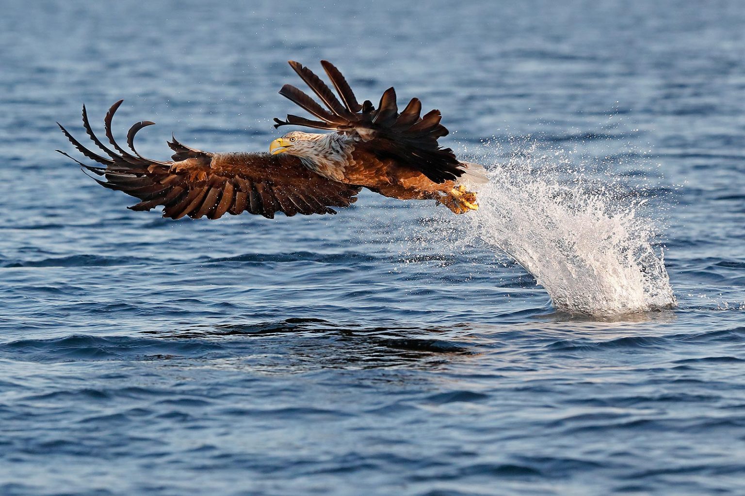 How to Photograph Sea Eagles: Locations and Techniques - Nature TTL