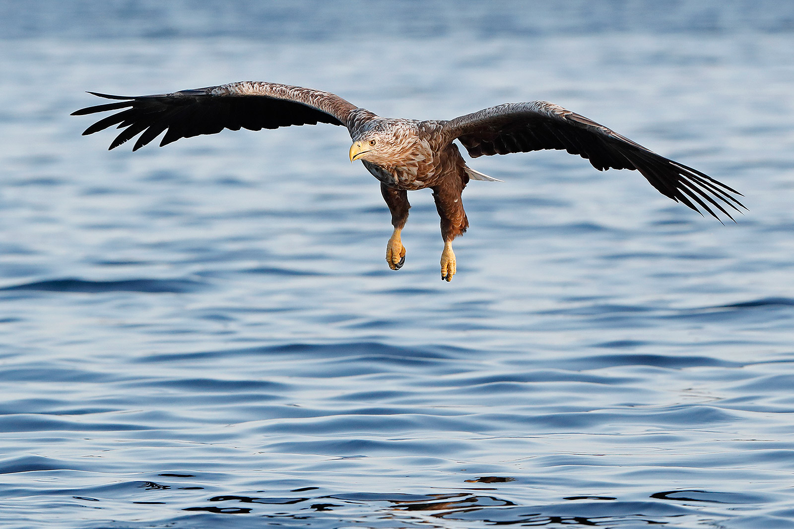 How to Photograph Sea Eagles: Locations and Techniques | Nature TTL