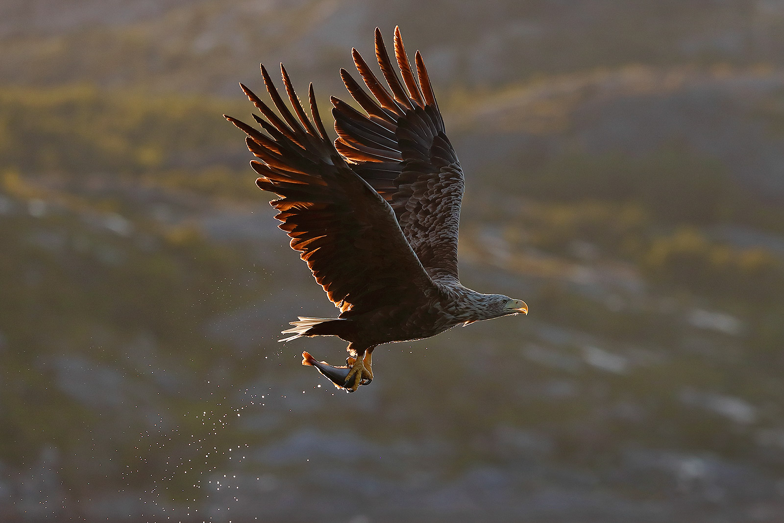 How to Photograph Sea Eagles: Locations and Techniques | Nature TTL