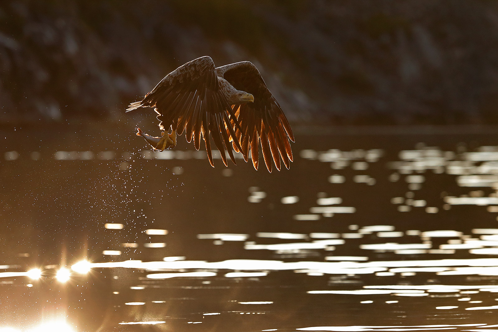 How to Photograph Sea Eagles: Locations and Techniques - Nature TTL