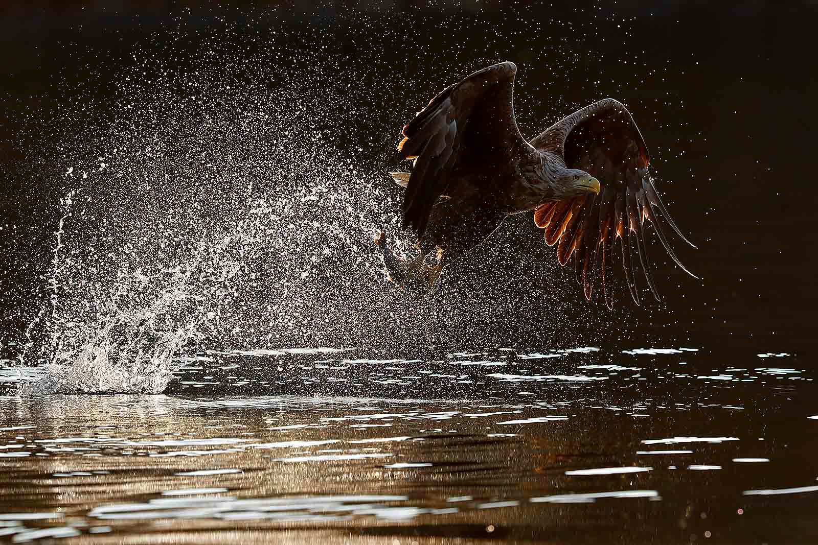 How to Photograph Sea Eagles: Locations and Techniques | Nature TTL
