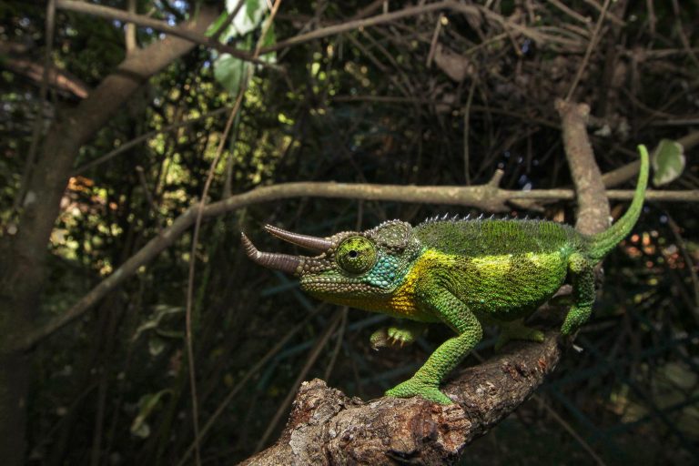 How to Photograph Reptiles and Amphibians with Flash | Nature TTL