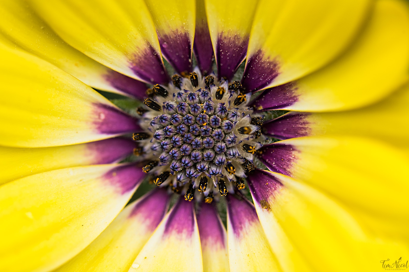 Weekly Photography Assignment: Textures - Nature TTL