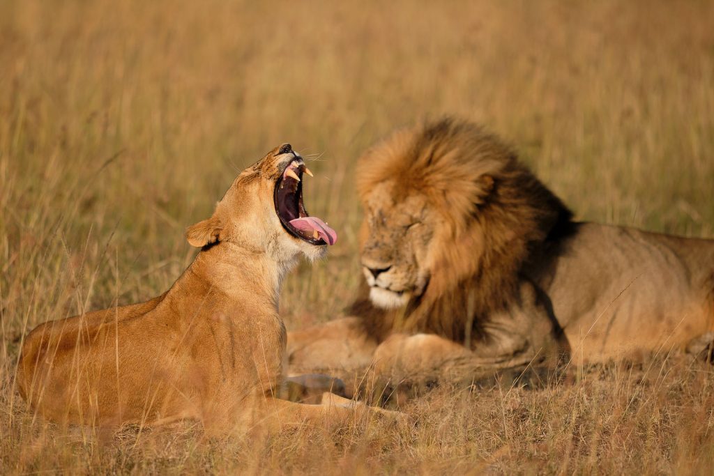 How to Photograph Lions | Nature TTL