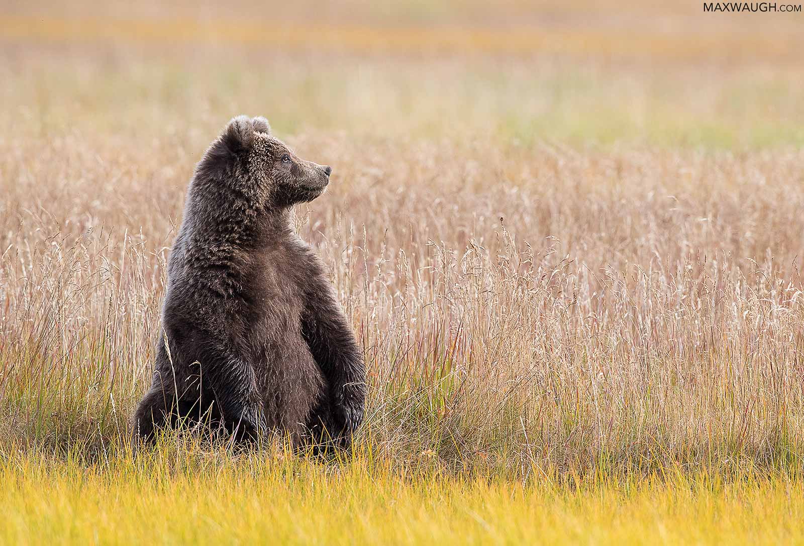 Where to Photograph Wildlife in North America - Nature TTL