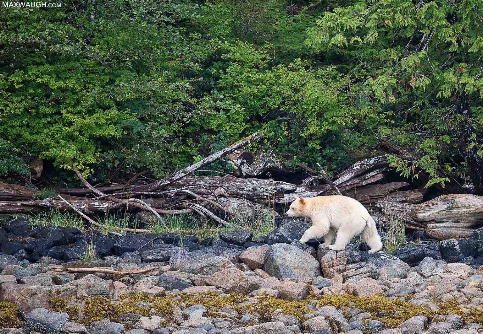 Where to Photograph Wildlife in North America - Nature TTL