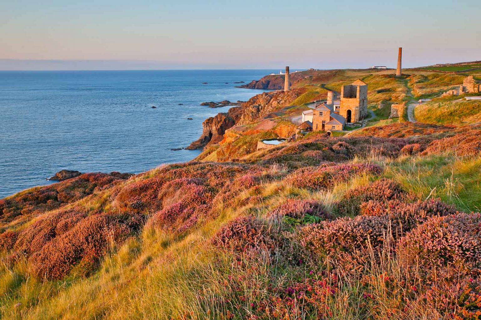 How to Photograph Heathland Flowers in the UK - Nature TTL