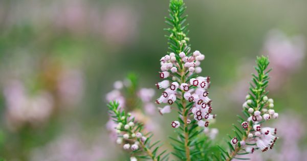 How to Photograph Heathland Flowers in the UK - Nature TTL