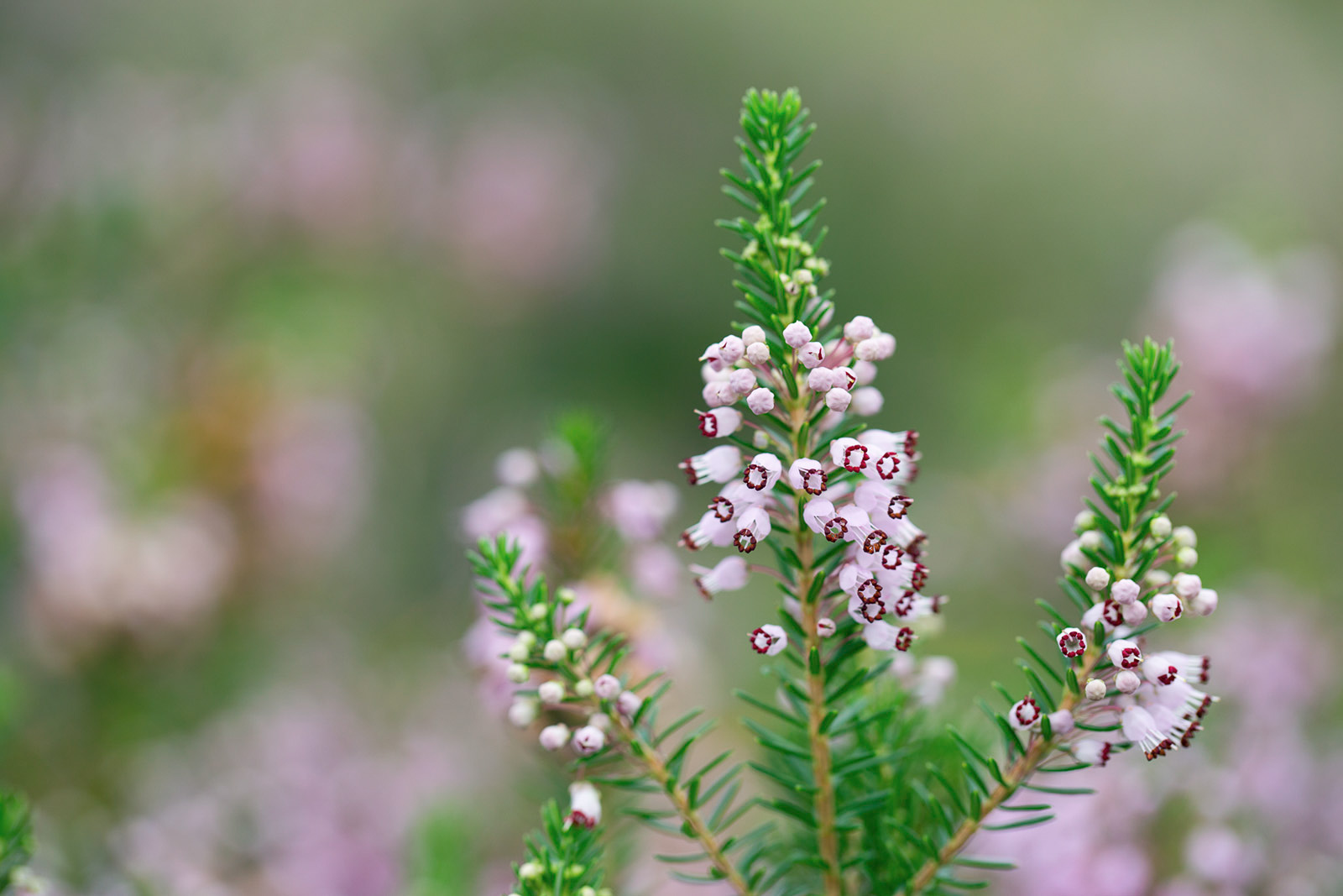 How to Photograph Heathland Flowers in the UK | Nature TTL