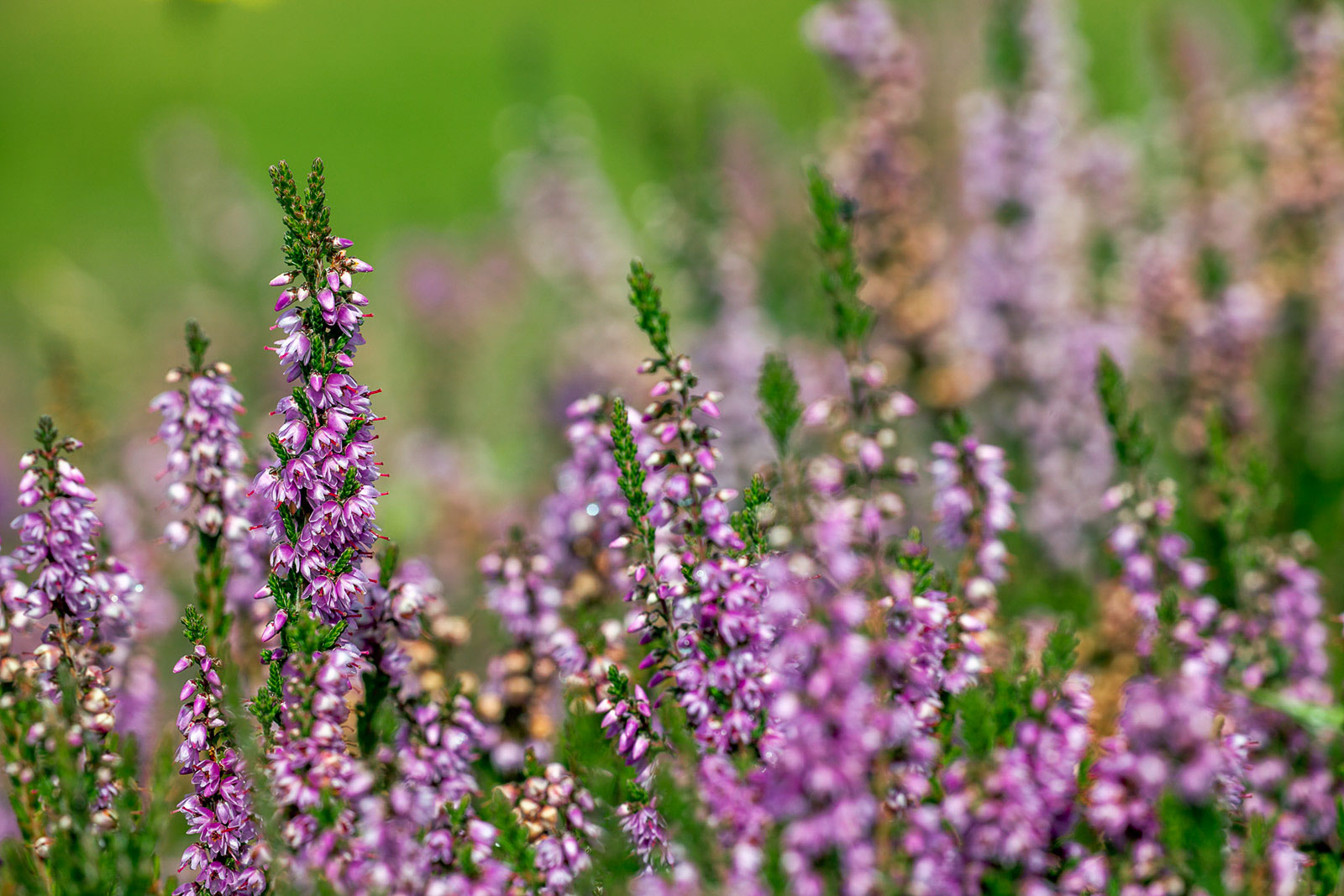 How to Photograph Heathland Flowers in the UK - Nature TTL