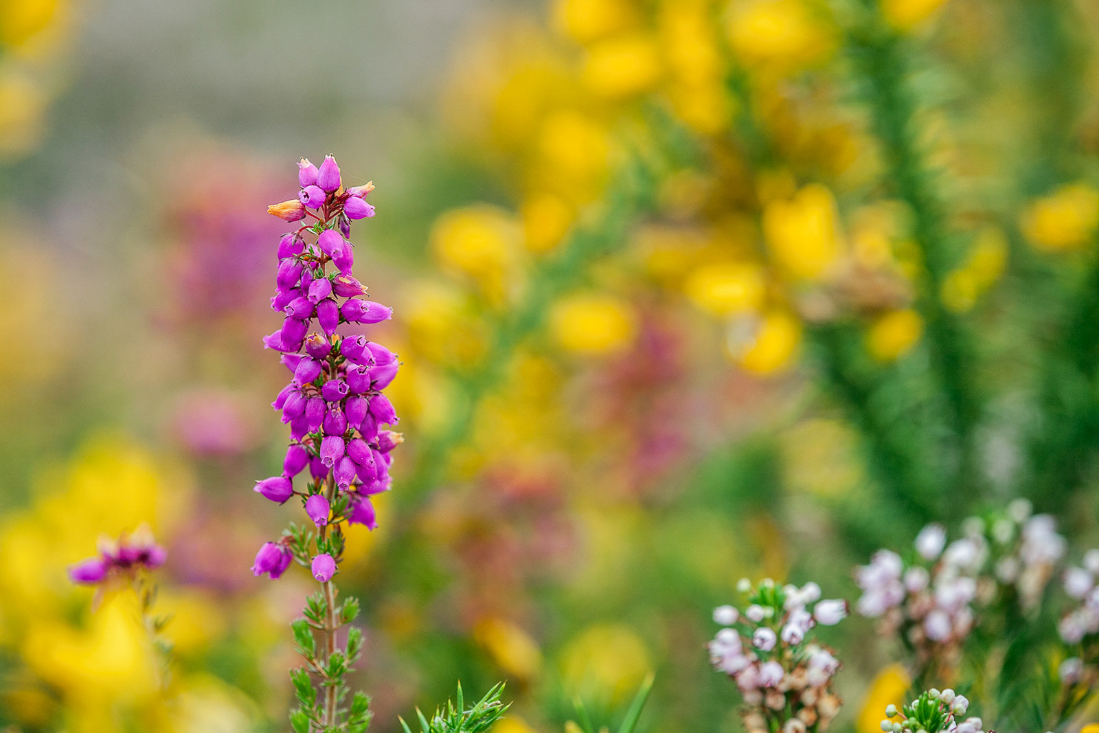 How to Photograph Heathland Flowers in the UK - Nature TTL