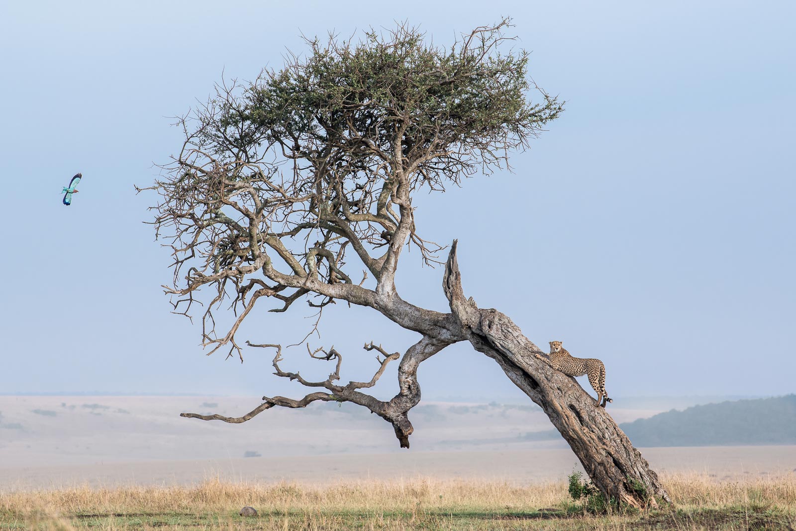 Remembering Cheetahs: Photo Competition Winners Announced - Nature TTL