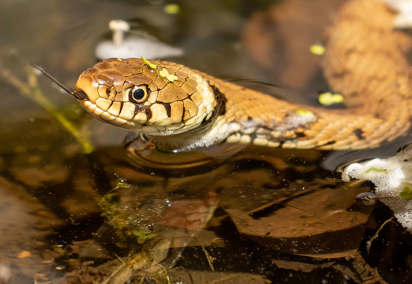 Weekly Photographic Assignment: Amphibians - Nature TTL