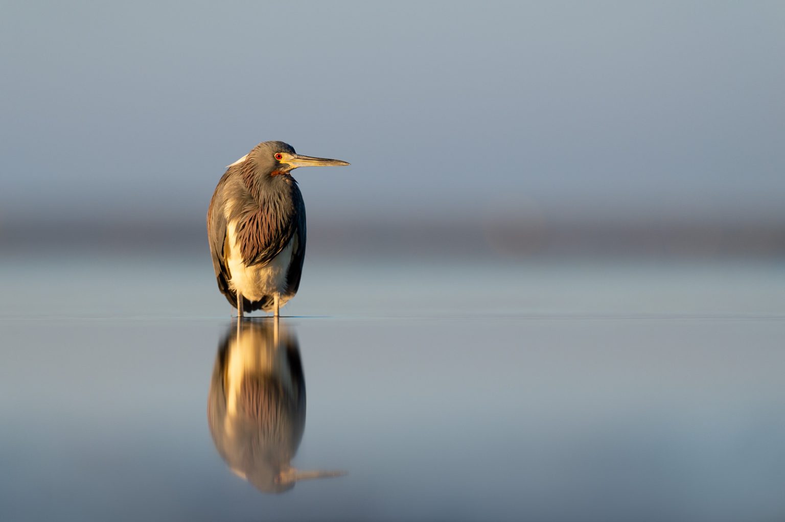 How to Use Negative Space in Your Wildlife Photos - Nature TTL