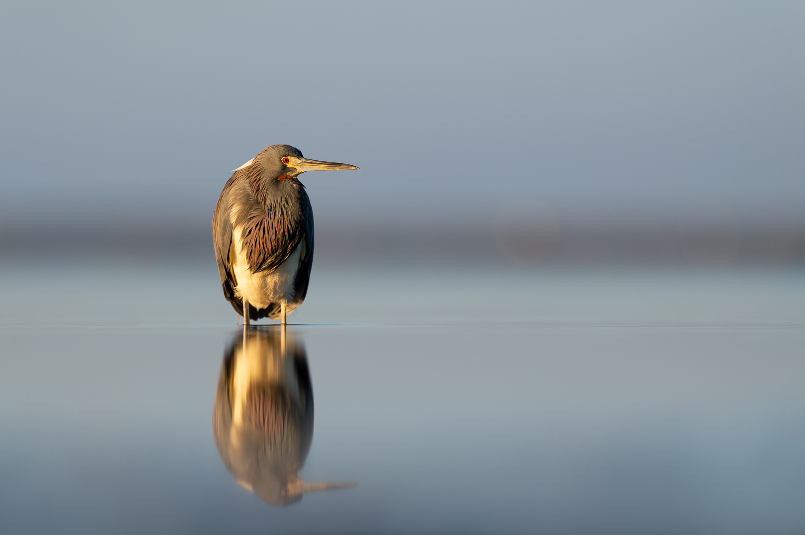 How to Use Negative Space in Your Wildlife Photos - Nature TTL