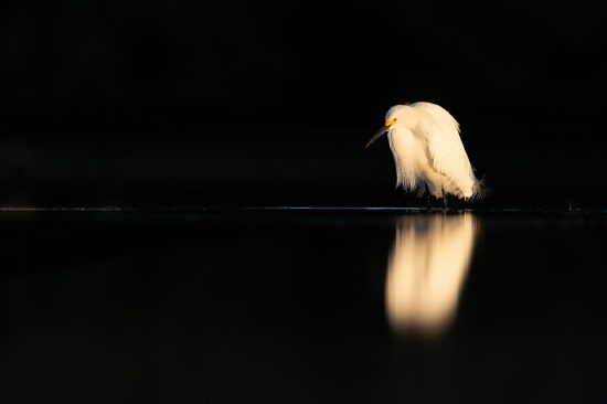How to Use Negative Space in Your Wildlife Photos | Nature TTL