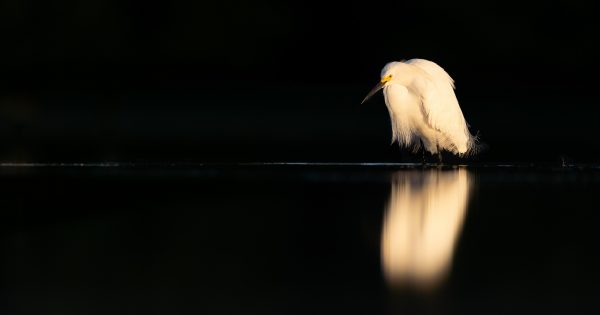 How to Use Negative Space in Your Wildlife Photos - Nature TTL