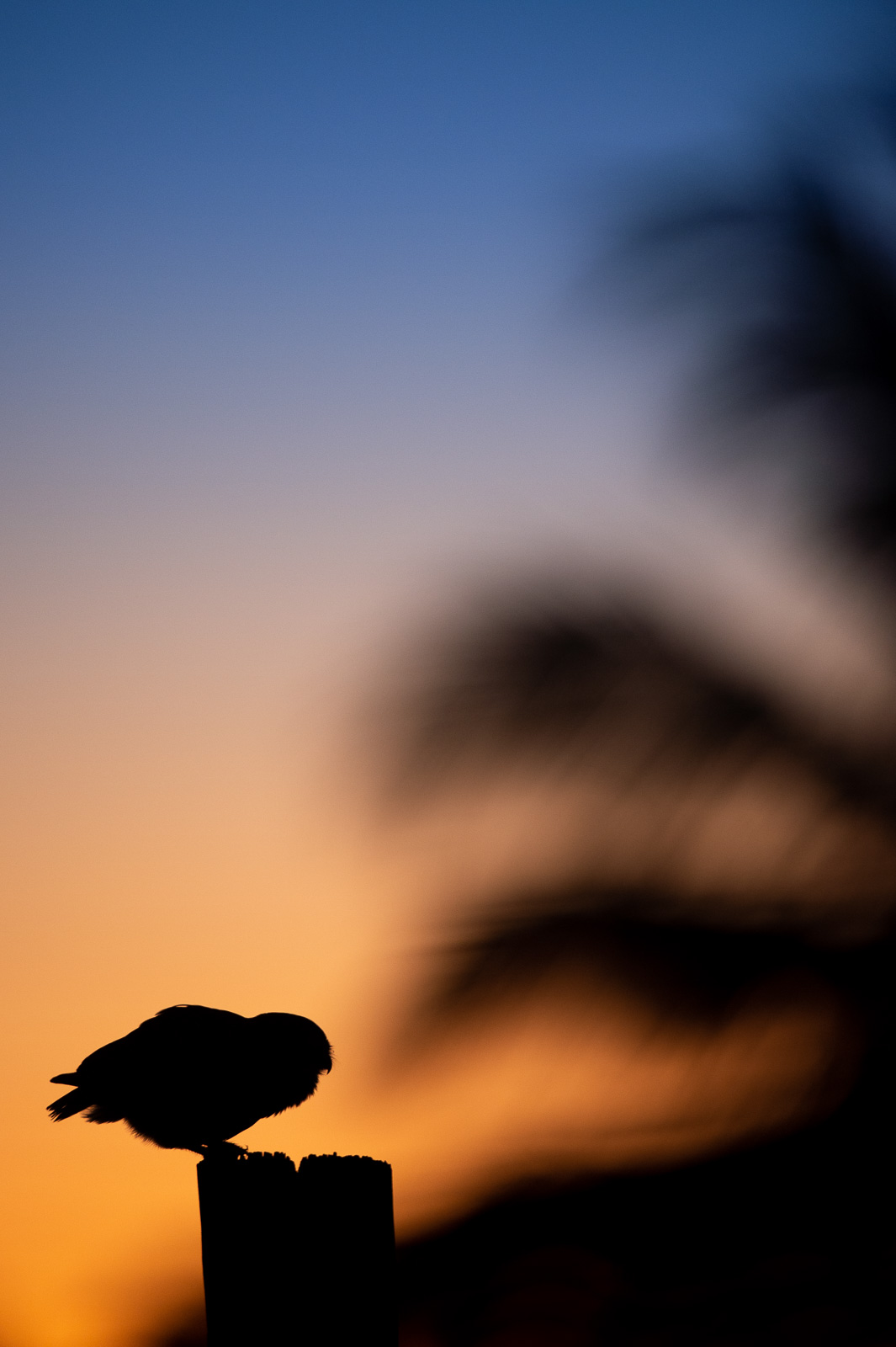 How to Use Negative Space in Your Wildlife Photos | Nature TTL