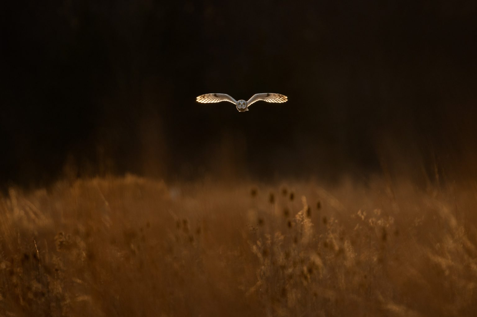 How to Use Negative Space in Your Wildlife Photos | Nature TTL