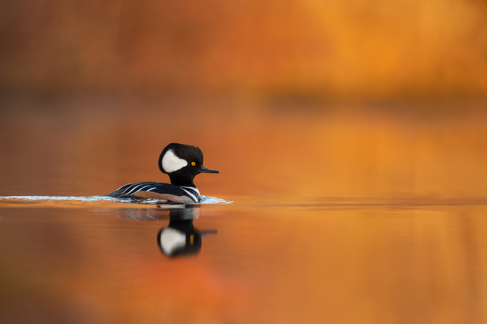 How to Use Negative Space in Your Wildlife Photos - Nature TTL