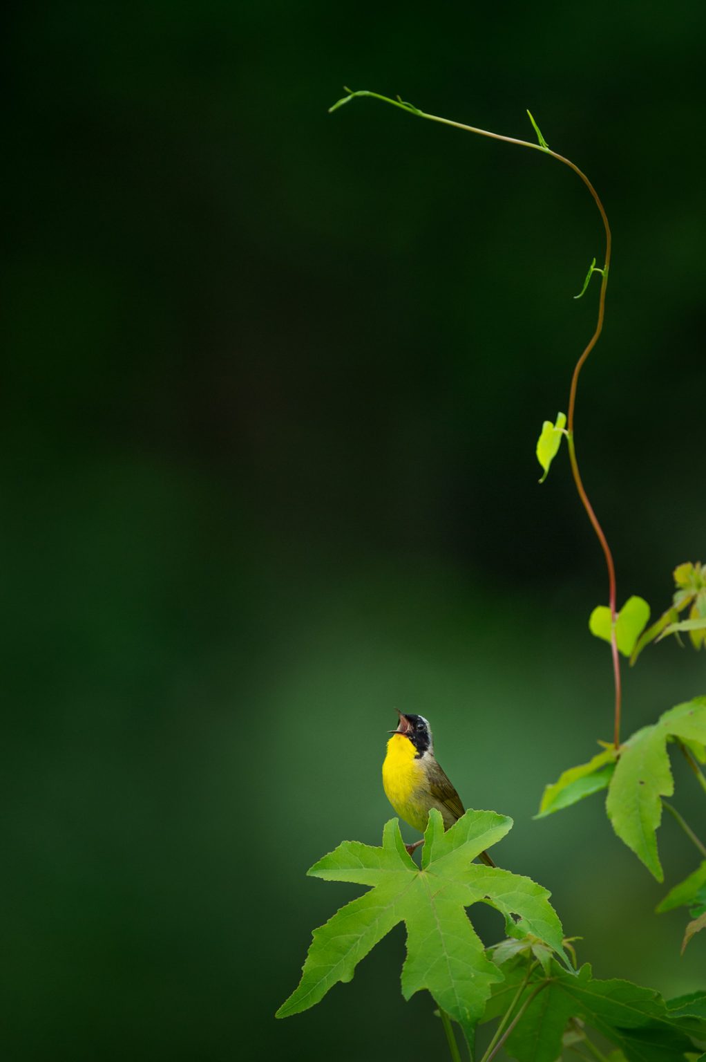How to Use Negative Space in Your Wildlife Photos | Nature TTL