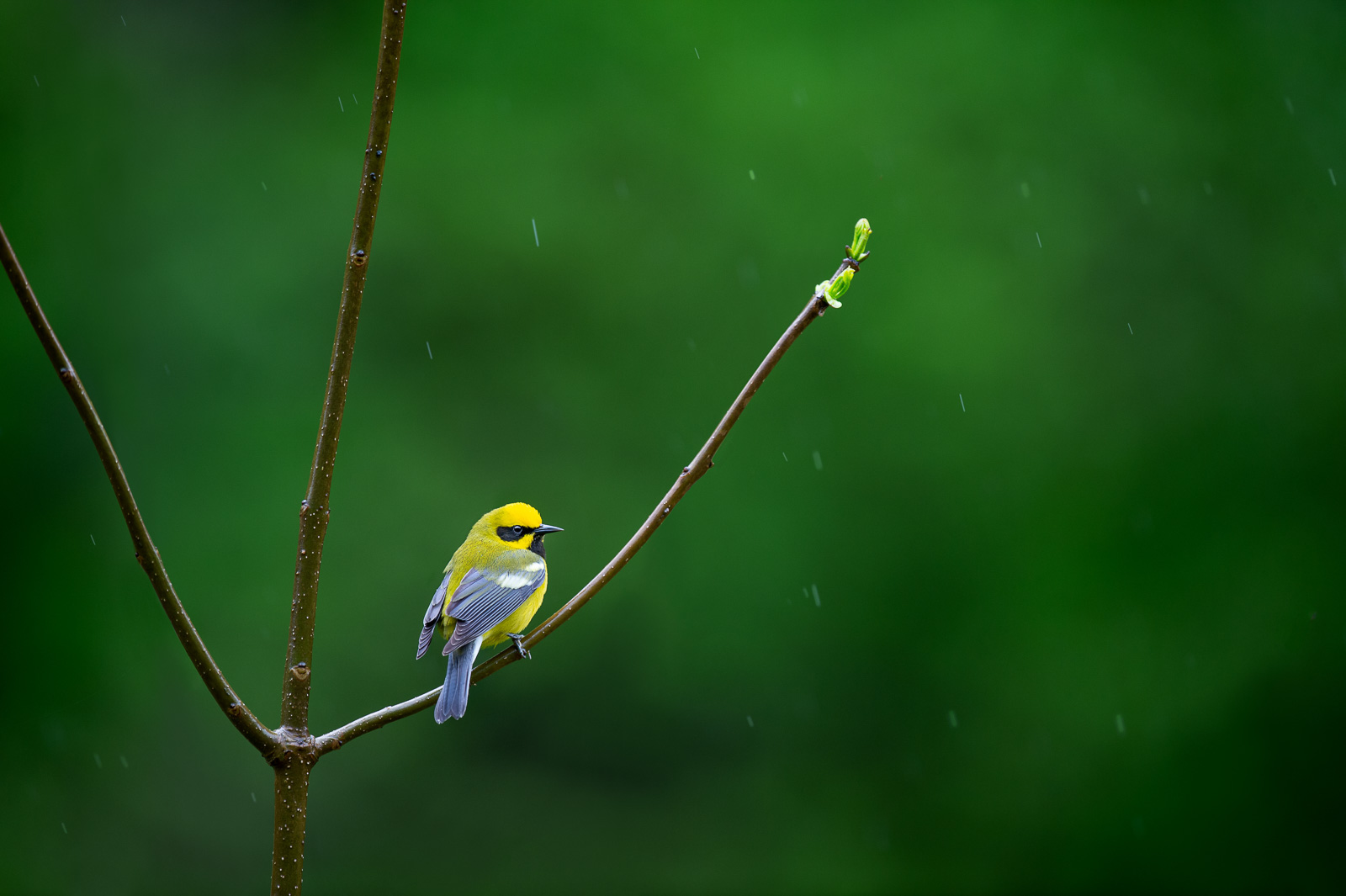 How to Use Negative Space in Your Wildlife Photos | Nature TTL