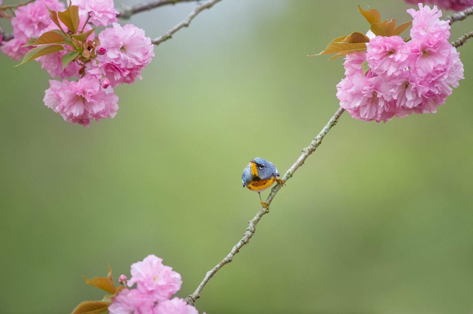 How to Use Negative Space in Your Wildlife Photos - Nature TTL