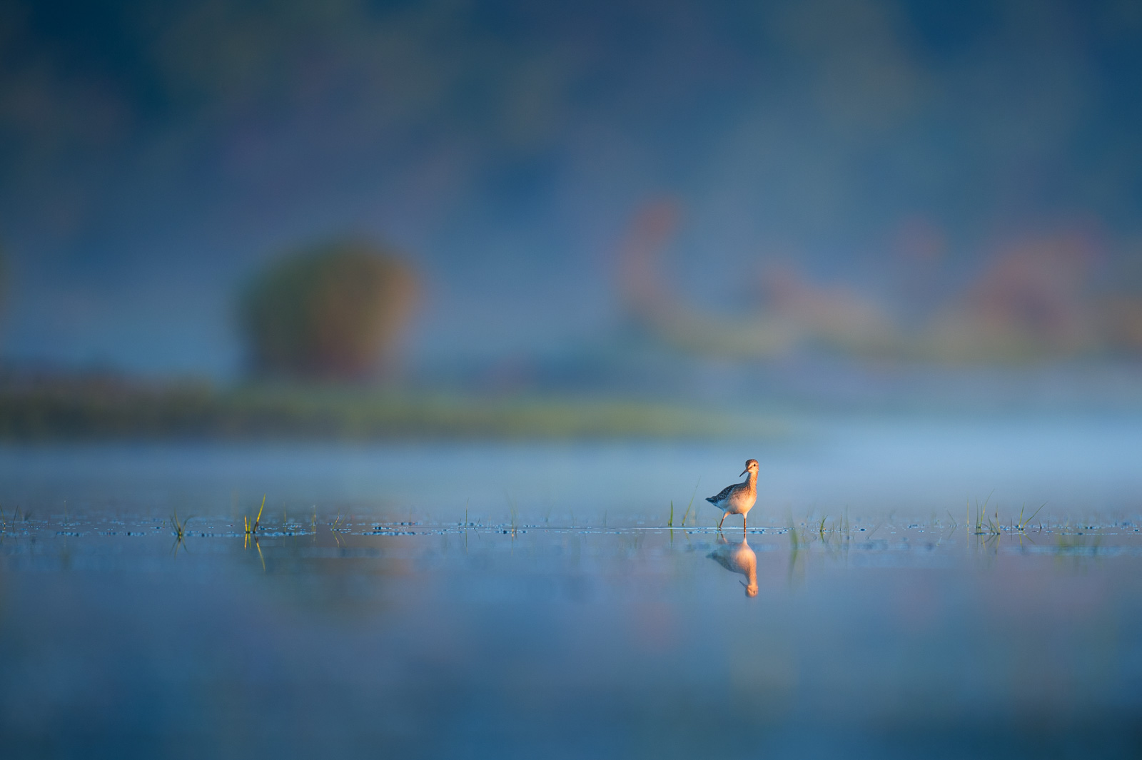 How to Use Negative Space in Your Wildlife Photos - Nature TTL