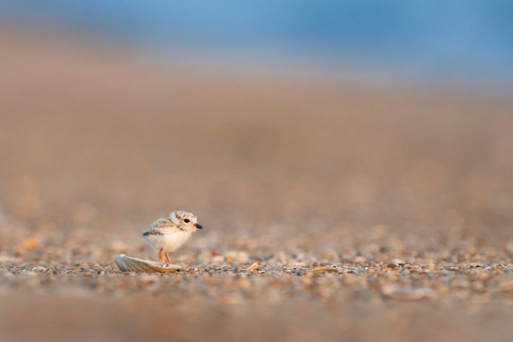 How to Use Negative Space in Your Wildlife Photos - Nature TTL