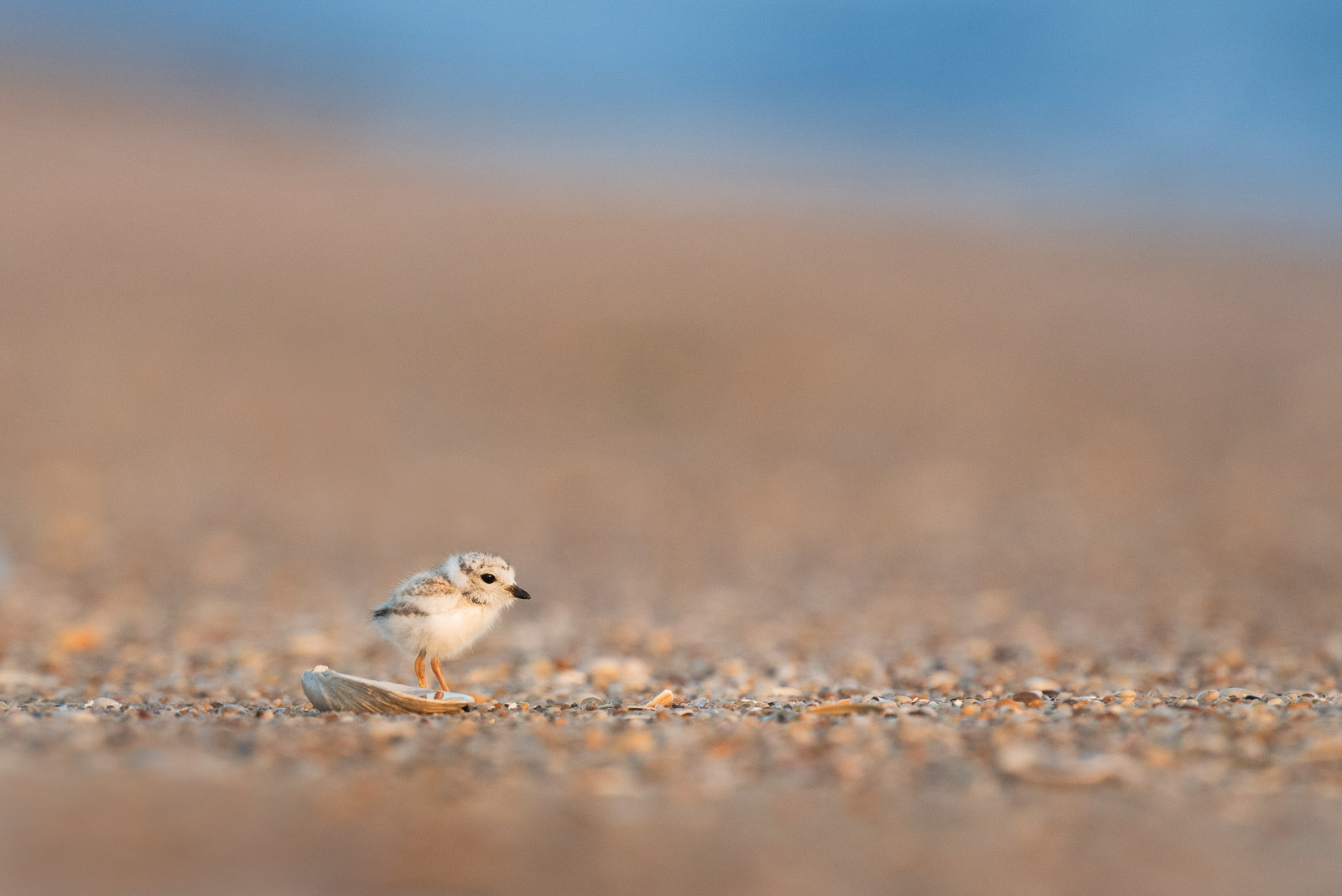 How to Use Negative Space in Your Wildlife Photos - Nature TTL