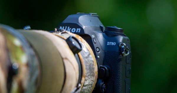 Nikon D780 Review for Wildlife Photography - Nature TTL