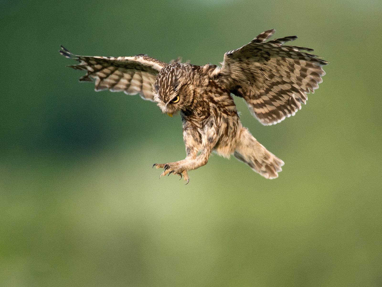 David Plummer: From Amateur to Professional | Nature TTL