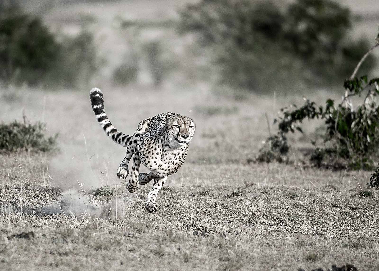 David Plummer: From Amateur to Professional | Nature TTL