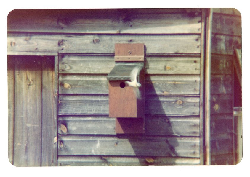 David Plummer: From Amateur to Professional - Nature TTL