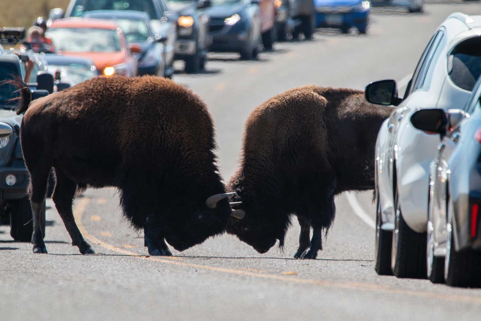 Woman Gored by Bison in Yellowstone Whilst Taking Its Photo - Nature TTL