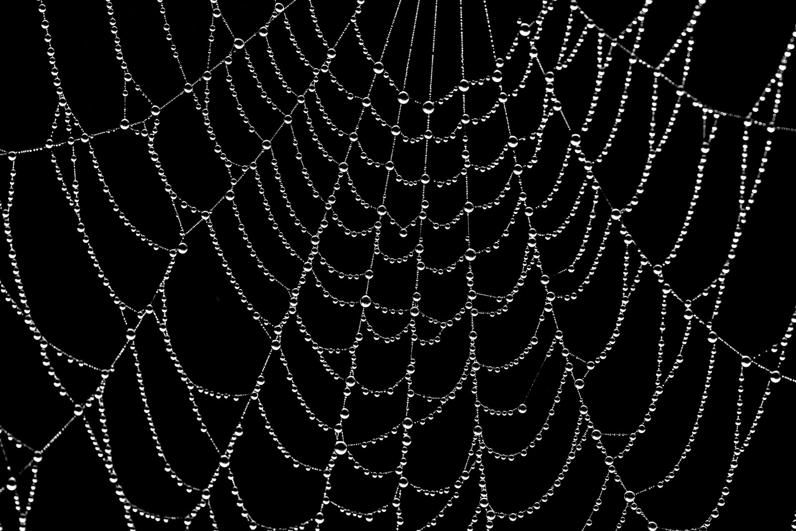 Spider Wins in New Lockdown Wildlife Photo Competition - Nature TTL