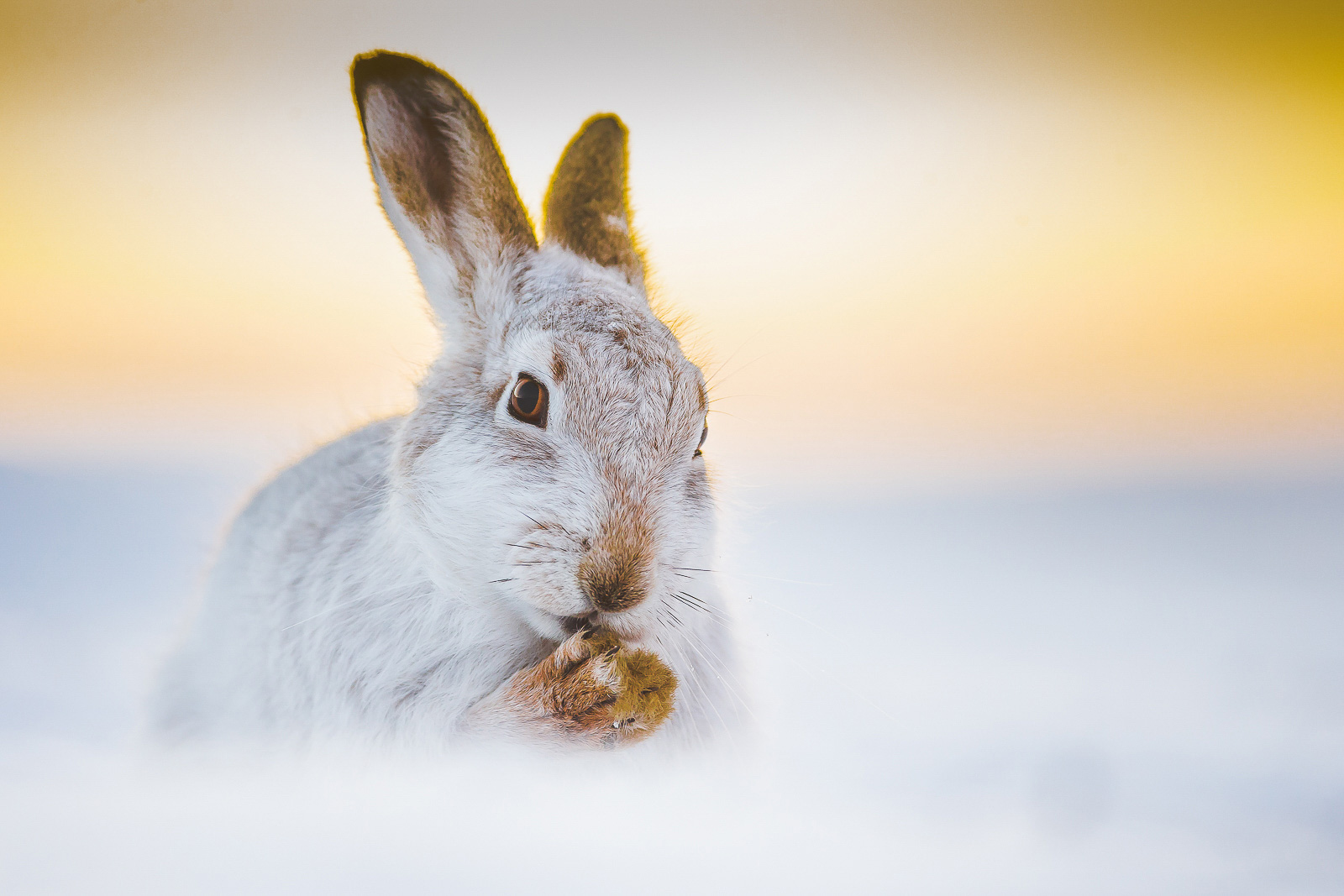Composition in Wildlife Photography: Getting Creative - Nature TTL