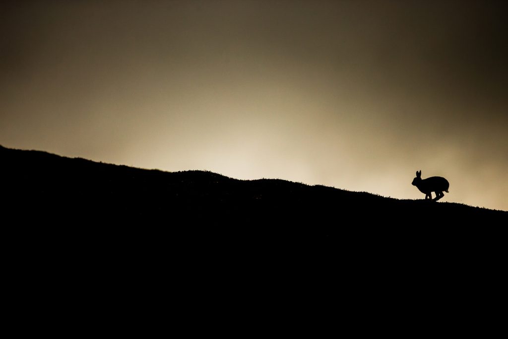 Composition in Wildlife Photography: Getting Creative - Nature TTL