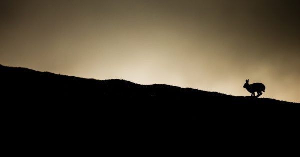 Composition in Wildlife Photography: Getting Creative - Nature TTL