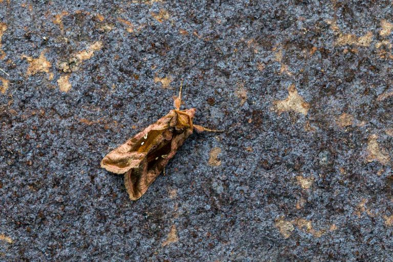 How to Photograph Moths - Nature TTL