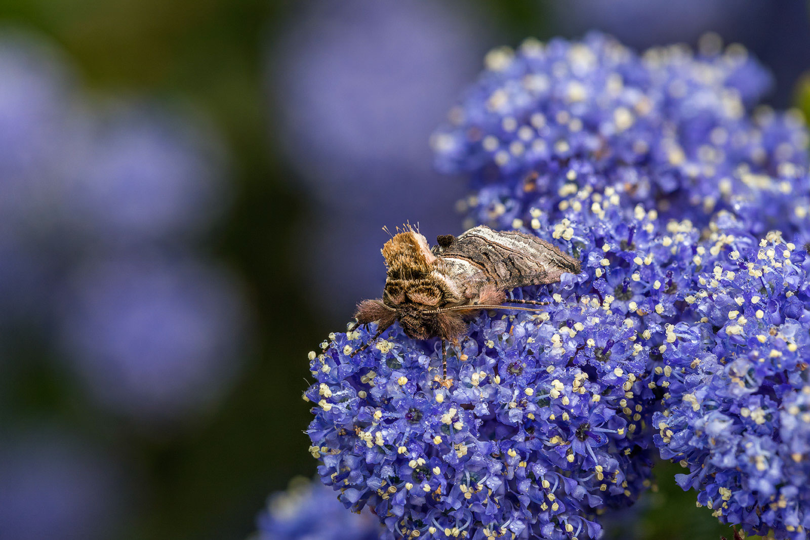 How to Photograph Moths - Nature TTL