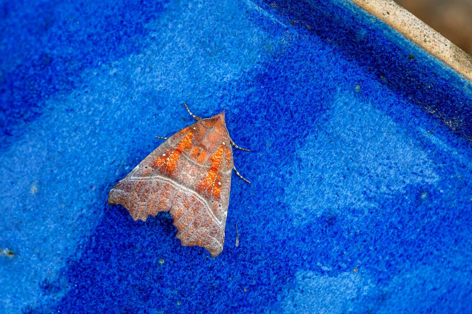 How to Photograph Moths - Nature TTL