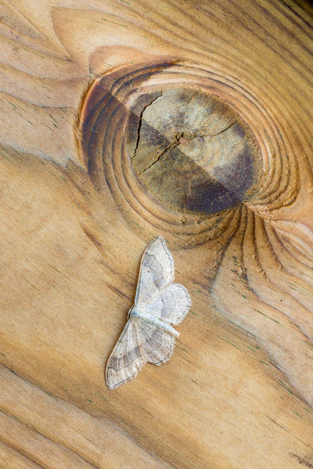 How to Photograph Moths | Nature TTL