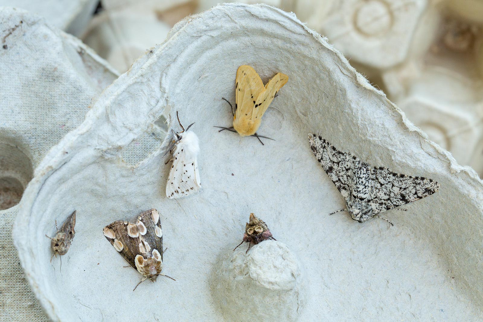 How to Photograph Moths - Nature TTL