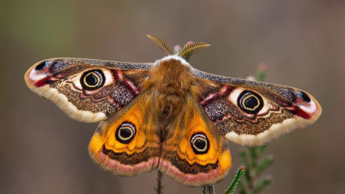 Moth Macro Cross Eyed Moth Macro Bliss Photographics Bugs