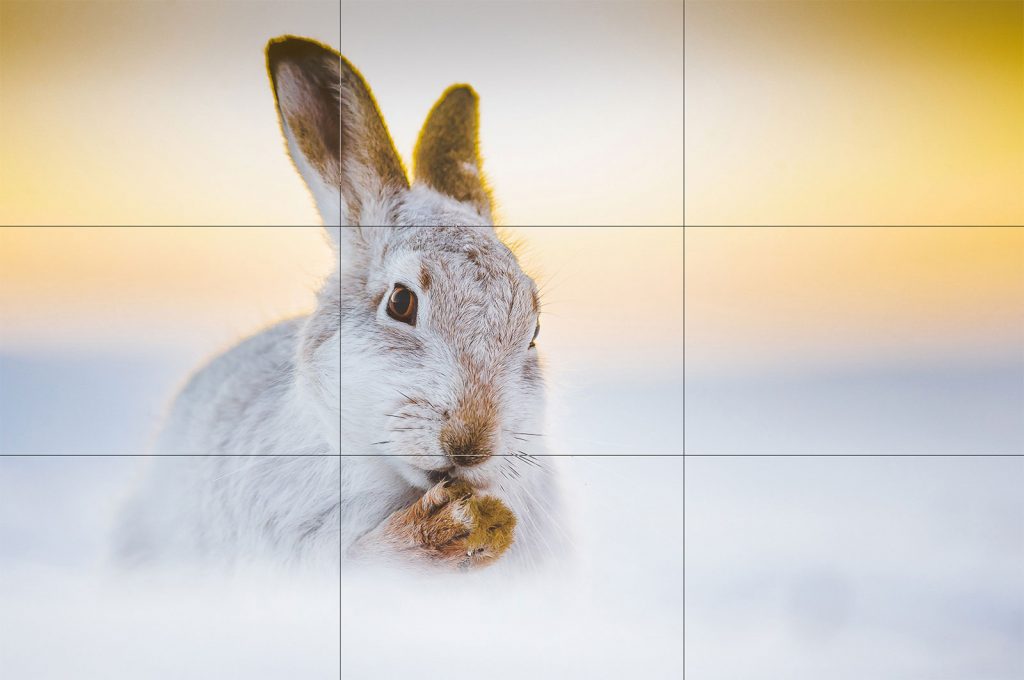 Composition in Wildlife Photography: Getting Creative - Nature TTL